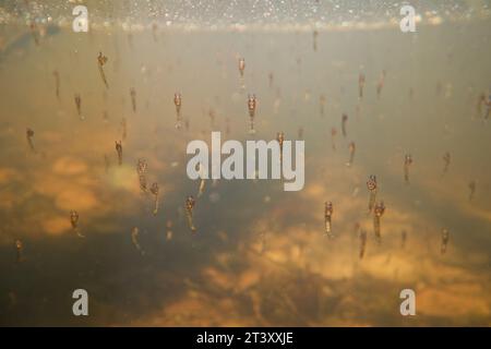 Pupated phantom midge larvae swarming in a pond Stock Photo - Alamy
