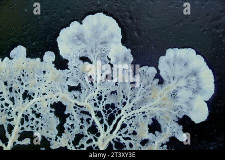 Plasmodial slime mold growing on a glass surface Stock Photo - Alamy