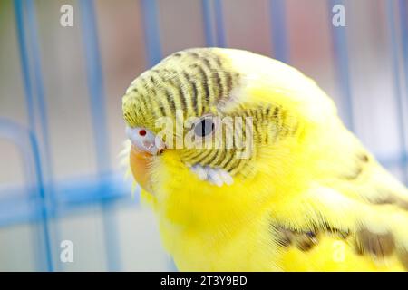 parrot in cage, closeup of photo in a zoo Stock Photo - Alamy