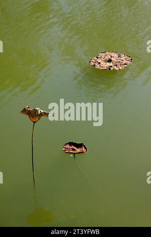 Autumn withered lotus leaf in the pond Stock Photo - Alamy