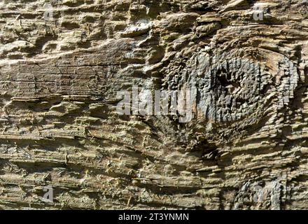 tree testure on sunny day background close-up Stock Photo - Alamy