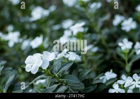 Beautiful white periwinkle flowers in the garden Stock Photo - Alamy
