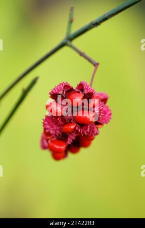 American spindle bush, autumn, Germany Stock Photo - Alamy