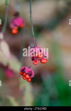 American spindle bush, autumn, Germany Stock Photo - Alamy