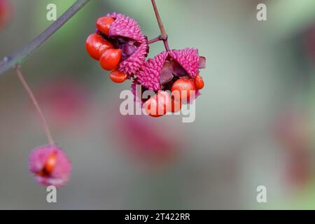 American spindle bush, autumn, Germany Stock Photo - Alamy