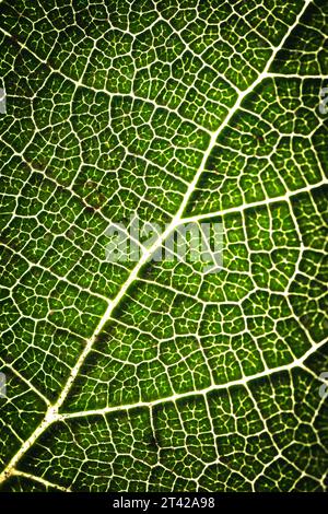 Green Leaf with Ridges Stock Photo - Alamy