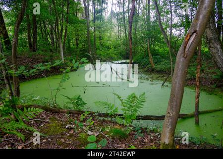 A swamp in a green forest in Zutendaal, Belgium Stock Photo - Alamy