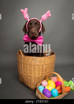 Cute Labrador dog in bunny ears with Easter eggs and toy rabbits lying ...