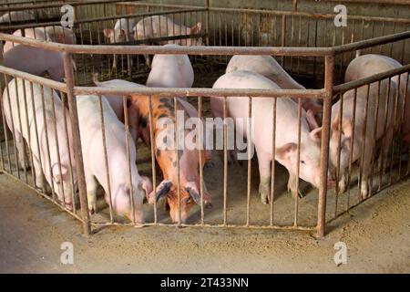 Lean hogs in a farm, closeup of photo Stock Photo - Alamy