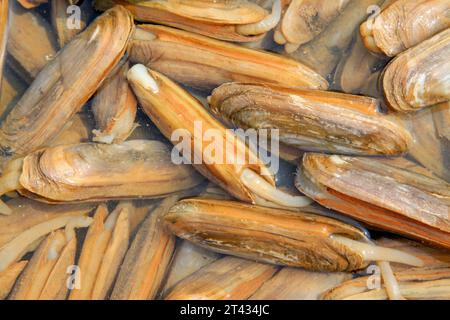 razor clams on the farm market booth, closeup of photo Stock Photo - Alamy