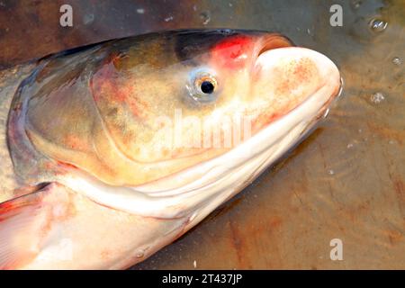 silver carp head in metal plate on the market, closeup of photo Stock ...