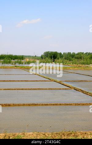 paddy field rural areas in China Stock Photo - Alamy