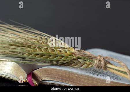 Ripe spring barley and an open Holy Bible Book on a rustic wooden table ...