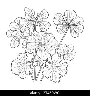 Geranium flower line art vector drawing isolated Stock Vector Image ...