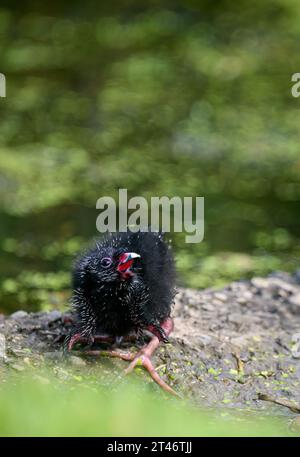 Baby Pukeko Australasian swamphen at Western Springs park Stock Photo ...