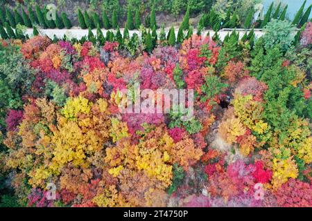 Aerial photo shows the autumn scenery of the Slender West Lake scenic ...