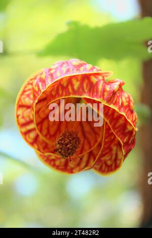 Red flower of the Callianthe striata plant, popularly known as Abutilon ...