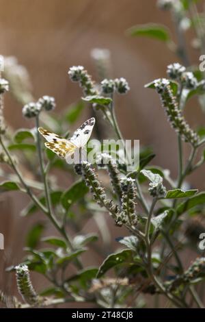 butterfly in the grasslands of Sicily, Italy Stock Photo - Alamy