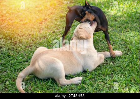 playful biting of two dogs Stock Photo - Alamy