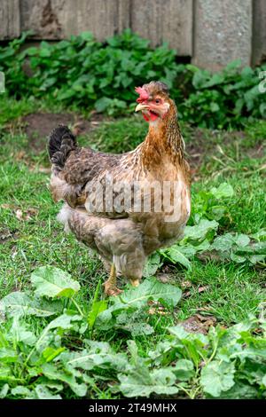 Beautiful purebred chicken with a tuft Stock Photo - Alamy
