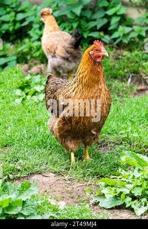 Beautiful purebred chicken with a tuft Stock Photo - Alamy