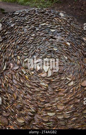 Coin log at The hermitage, Perthshire, Scotland Stock Photo - Alamy