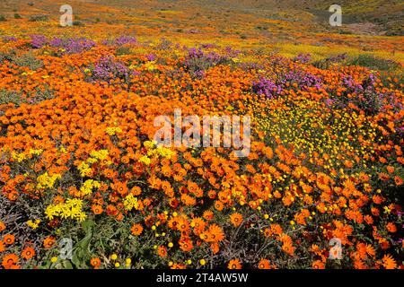 Colorful spring blooming wildflowers, Namaqualand, Northern Cape, South ...