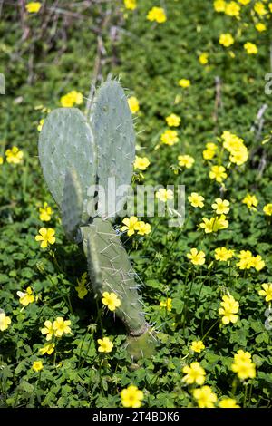 Sardinia, Italy: flower of prickly pear Stock Photo - Alamy