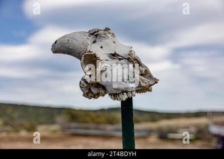 Impaled animal skull of a sheep or goat on a stake in the landscape ...