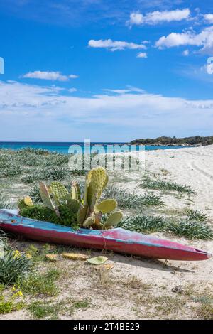 Prickly Pear cactus planted in ceramic pot, Opuntia Azurea against ...
