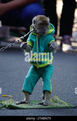 Macaque monkey who is trained for street performances, known as "topeng ...