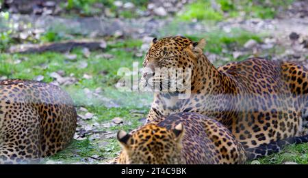 Sri Lankan leopards sleeping in a park in france Stock Photo - Alamy