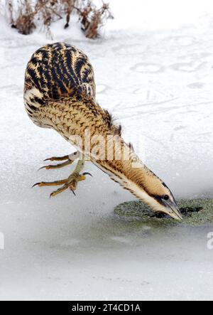 Eurasian bittern (Botaurus stellaris), stands in reed zone in defensive ...
