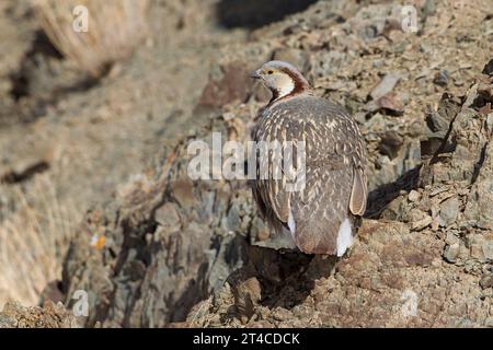 Himalayan snowcock (Tetraogallus himalayensis), perching on a rocky ...