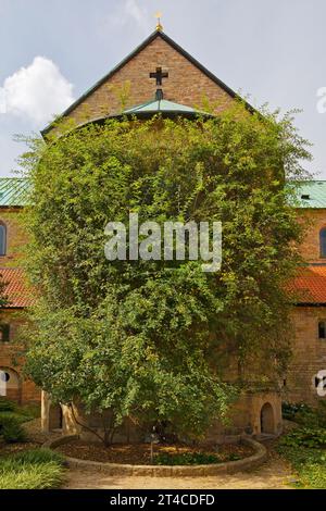 Thousand-year-old rose bush in the cemetery of St. Mary's Cathedral ...
