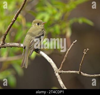 pine flycatcher (Empidonax affinis), perching on a branch, side view ...