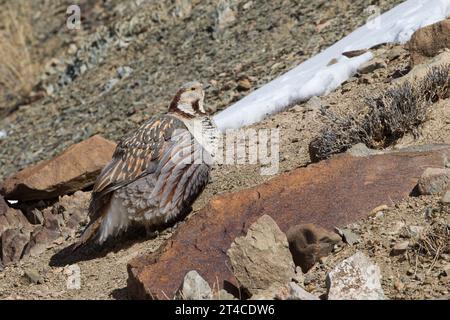 Himalayan snowcock (Tetraogallus himalayensis), perching on a rocky ...