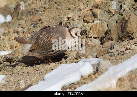 Himalayan snowcock (Tetraogallus himalayensis), walking on a rocky ...