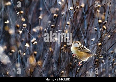 Zitting cisticola or streaked fantail warbler Stock Photo - Alamy