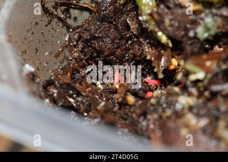 yuukianura aphoruroides orange springtails arthropods reptiles isopods ...