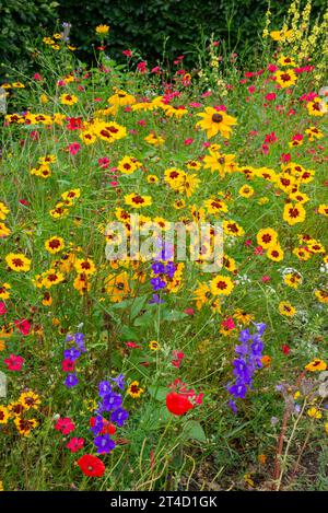 Vivid coloured summer annual plants at RHS Bridgewater garden at ...