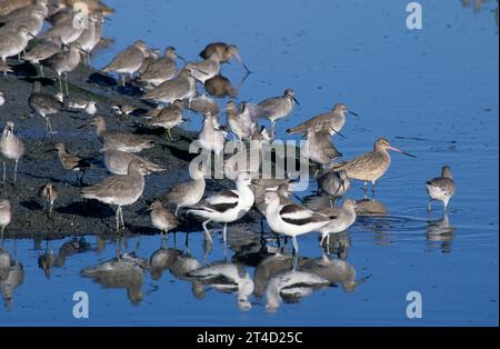 Shorebirds along North McCoy Trail, Tijuana Slough National Wildlife ...