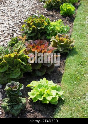 Green plants are growing in neat rows in a garden. The weather is sunny ...