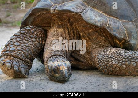 Close up of a giant turtle head with face wet after drinking Stock ...