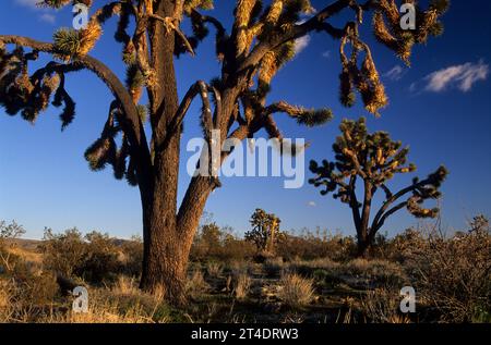 Joshua trees in Shadow Valley, Mojave National Preserve, California ...