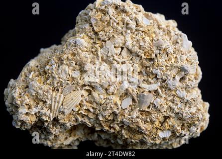 Shelly limestone is a sedimentary rock composed by skeleton remains of ...