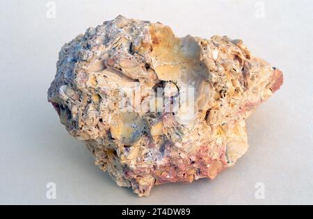 Shelly limestone is a sedimentary rock composed by skeleton remains of ...