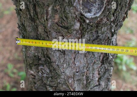 Measuring trees, a tree measured with a ruler Stock Photo - Alamy