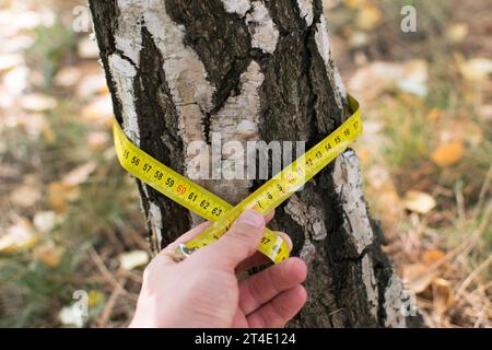 Measuring trees, a tree measured with a ruler Stock Photo - Alamy