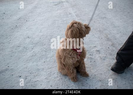 Australian Labradoodle Puppy Apricot colored fur. Winter landscape with ...